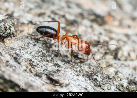 Carpenter Ant (Camponotus discolor Stock Photo - Alamy
