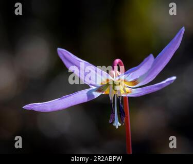 purple flower, Erythronium dens-canis, the dog's-tooth-violet or ...