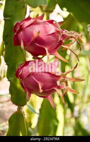 close up view of dragon fruits and passion fruits Stock Photo - Alamy