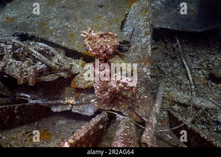 The wreck of the Million Hope near Nabq, Sharm el Sheikh, Egypt Stock ...