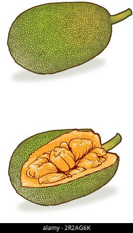 Art of inside of a jackfruit jack fruit (Artocarpus heterophyllus) the ...