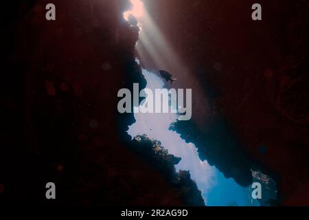 A swim through at Jackfish Alley in the Red Sea at Sharm el Sheikh ...