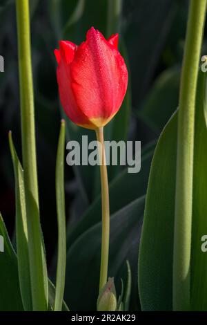 Dew Covered Tulip Stock Photo - Alamy