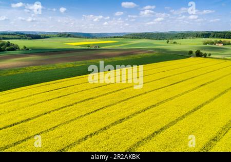 Rapeseed field landscape Stock Photo - Alamy
