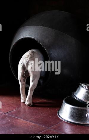 Rear view of a French bulldog getting inside the dog house Stock Photo ...