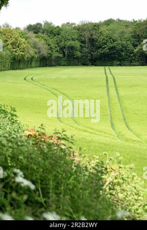 Spring barley crops on Dorset farmland Stock Photo - Alamy