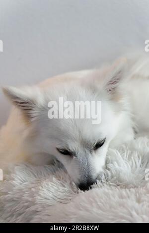 The German Kleinspitz is an elegant breed of dog with a fluffy, dense ...