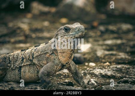 Iguanas Roam Freely Among the Ancient Mayan Ruins in Tulum, Mexico ...