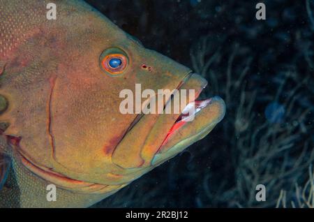 Redmouth Grouper, Aethaloperca rogaa, Liberty Wreck Dive Site, Tulamben ...