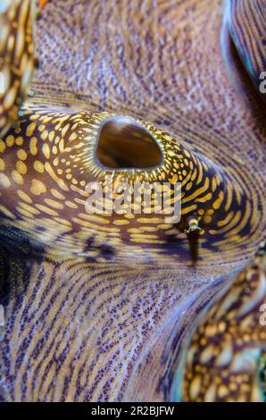 Giant Clam siphon Tridacna maxima Stock Photo - Alamy