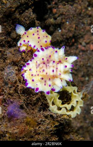 Nudibranch (Mexichromis multituberculata), Tulamben, Bali, Indonesia ...