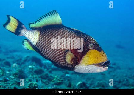 Titan Triggerfish, Balistapus viridescens, Coral Garden dive site ...