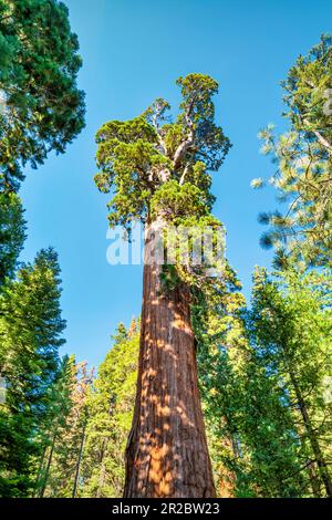 General Grant Grove, Kings Canyon National Park Stock Photo - Alamy