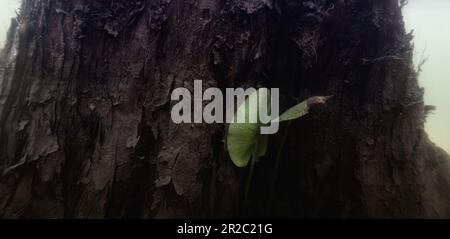 Tree trunk underwater. Buntzen Lake, Anmore, Vancouver, BC, Canada ...