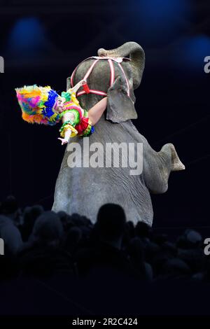 Two circus elephants performing to a crowd by drinking and eating from ...