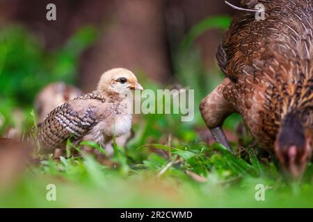 A red jungle fowl hen forages for her chicks on the edge of a mangrove ...