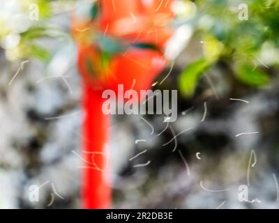Insects flying in Ambleside, Lake District, UK taken on a slow shutter ...
