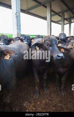 italian mediterranean buffalo breed farm specializing in the production ...