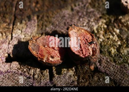 Bugs or Snout Beetles in Coffee Beans, Coffee Berry Borer insects that ...