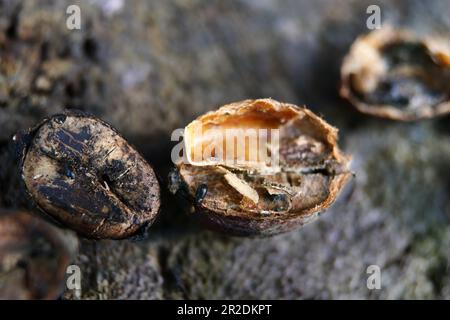 Bugs or Snout Beetles in Coffee Beans, Coffee Berry Borer insects that ...