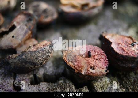 Bugs or Snout Beetles in Coffee Beans, Coffee Berry Borer insects that ...
