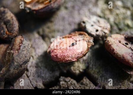 Bugs or Snout Beetles in Coffee Beans, Coffee Berry Borer insects that ...