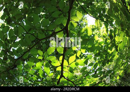 green dark forest look like green jungle Stock Photo - Alamy