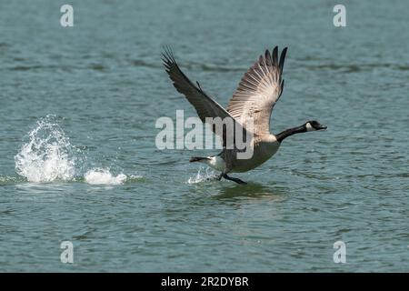 Canada goose taking off from water flying in flight. Ashland, Oregon ...