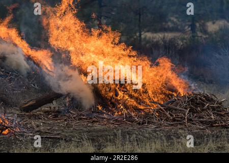 Forest fire prescribed burn. Oregon, Olene Stock Photo - Alamy
