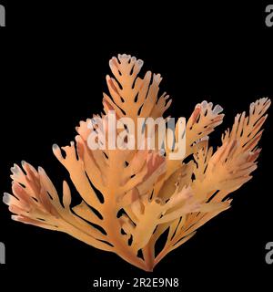 3d illustration of greater hornwrack isolated on black background ...