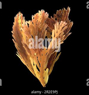 3d illustration of greater hornwrack isolated on black background ...