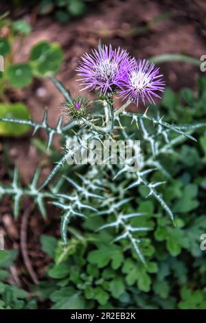 Pretty wild flowers decorating parks and gardens Stock Photo - Alamy