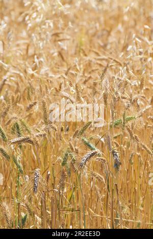 Maturing rye awns in the rye field. Agriculture, farming, food, GMO and ...