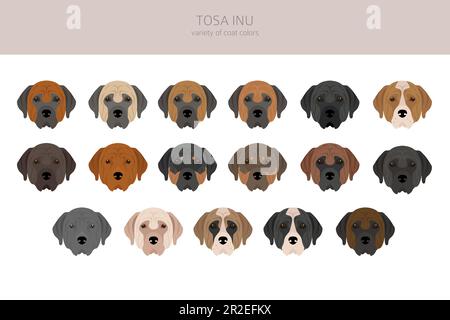 Tosa Inu clipart. Different poses, coat colors set. Vector illustration ...