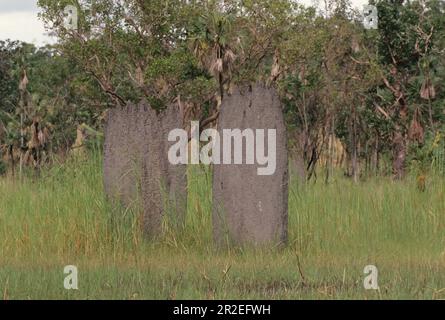 Termite mound, compass termites, magnetic termites, Cape York Peninsula ...