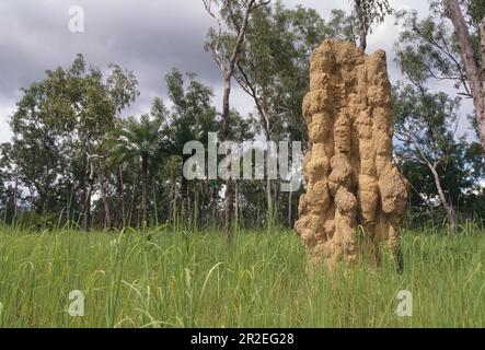 Coptotermes acinaciformis is a species of subterranean termite in the ...