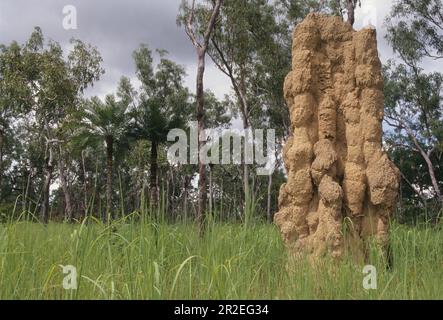 Coptotermes acinaciformis is a species of subterranean termite in the ...