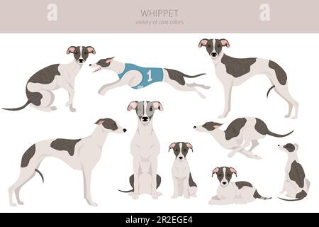 Whippet clipart. Different poses, coat colors set. Vector illustration ...