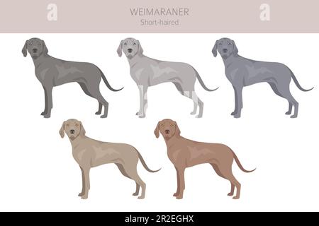 Weimaraner shorthaired dog clipart. All coat colors set. All dog breeds ...