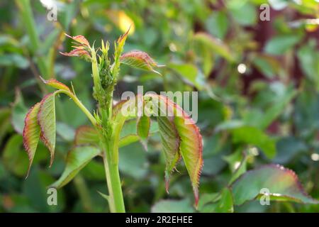 Aphids on young unblown rose buds. Diseases of roses. Parasites ...