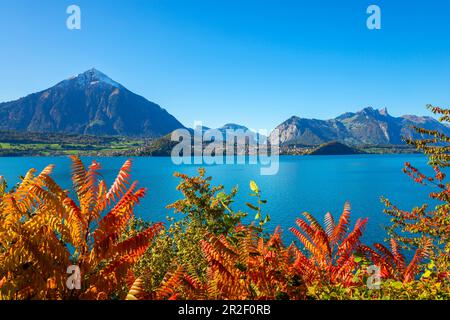 Autumn view of the Lake Thun from St. Beatus Caves entrance in ...