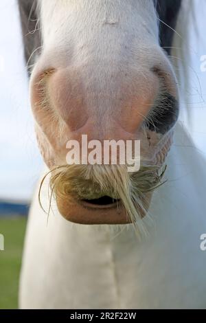 Closeup of a horse snout Stock Photo - Alamy
