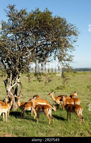 Impala at Lake Nakuru National Park in Kenya Stock Photo - Alamy