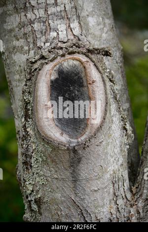 A healed pruning wound on a tree in Virginia is shaped like a heart ...