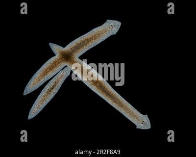 Darkfield image of an aquatic planarian flatworm (Cura foremanii). This ...