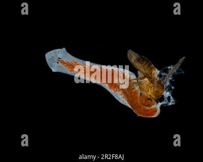 Darkfield image of an aquatic planarian flatworm (Cura foremanii). This ...