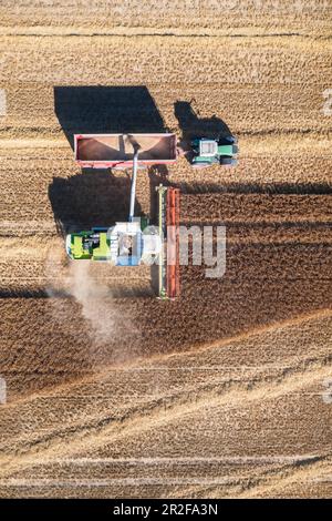 Grain harvest in the Swabian Jura, spelt, Claas Lexion 770 combine ...