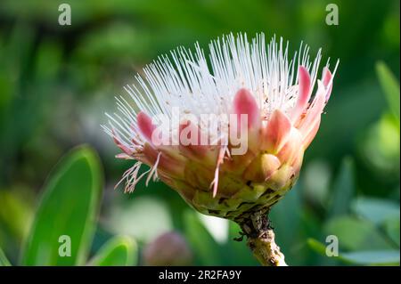 Protea (Protea) Amphietheatre, Royal Natal National Park, Drakensberg ...