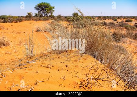 Kalahari Anib Lodge, Gondwana Kalahari Park, Mariental, Namibia Stock ...