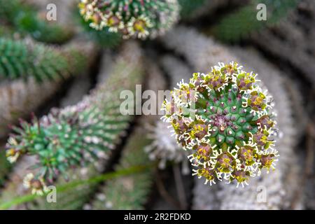 Head of Medusa (Euphorbia caput-medusae), Shelley Point, Stompneusbaai ...
